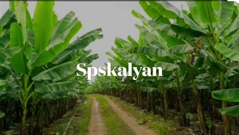 Spskalyan Kumar On Linkedin Banana Leaf Biodegradable Teacup Spoon Bowl