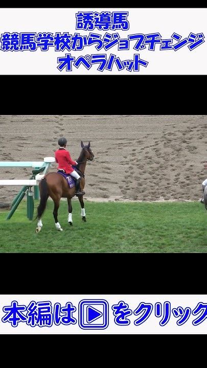 誘導馬 競馬学校からジョブチェンジ してきたオペラハット がほろ苦の誘導馬デビュー 現地映像 Youtube