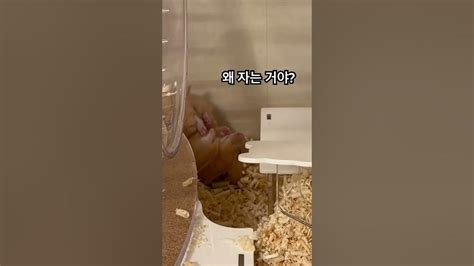 햄스터 키울 땐 심장 조심하세요 Youtube
