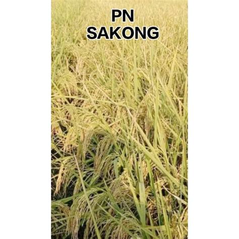 Jual Benih Padi Sakong Kg Shopee Indonesia