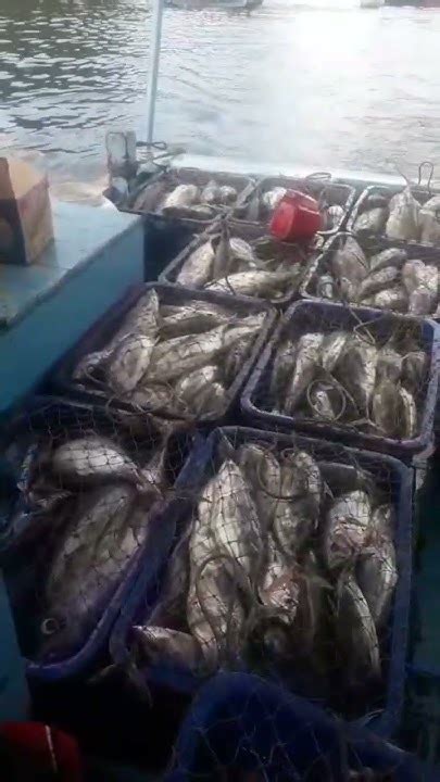 Amazing Sea Tilapia Part 5 Youtube