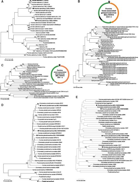 Identification Of An Enterovirus Recombinant With A Torovirus Like Gene Insertion During A
