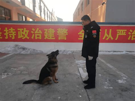 基层传真商都公安开展冬季警犬训练 着力提升警犬实战能力水平 工作 巡逻 警犬