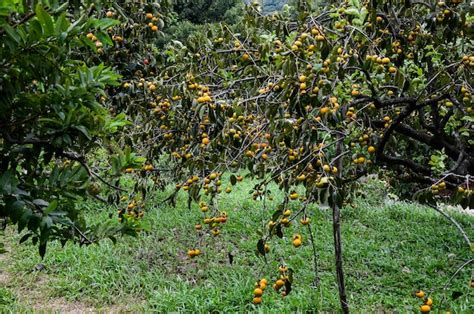 Premium Photo Persimmon Tree In The Farm
