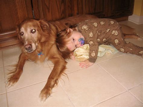 Sexy Bikini Girl G Is For Golden Retriever