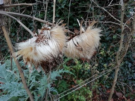 Battery Life And Camera Huawei P Smart 2017 Review Page 2 TechRadar