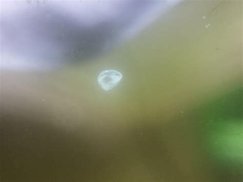 What Are These Tiny Critters In My Fresh Water Tank R Plantedtank