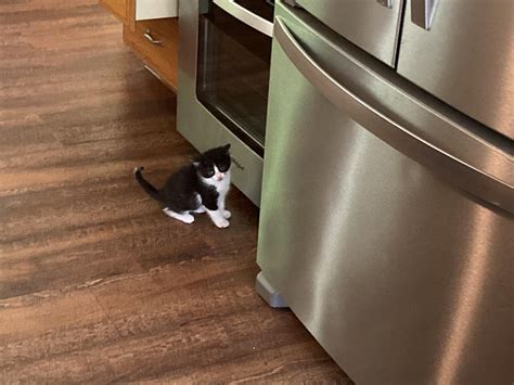 Smol Kitty Big Kitchen Rtinycatsinbigspaces