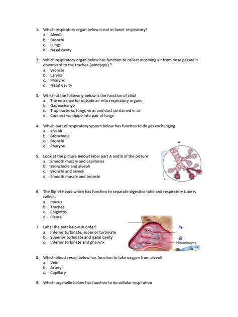 Exercise Respiratory System Pdf Respiratory Tract Respiratory System