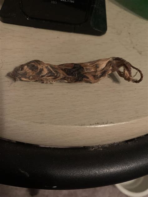 what is this i found in my bp s cage r ballpython