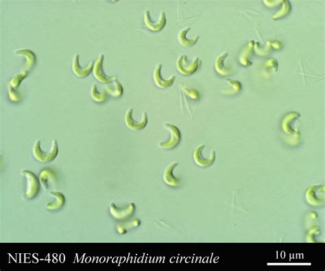 Monoraphidium Circinale Monoraphidium Circinale