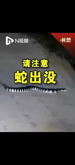 夜跑遇蛇“跳舞”！蛇类频繁出没，深圳消防提醒凤凰网视频凤凰网