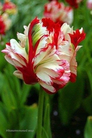 Комментарии к теме | Flower seeds, Unusual flowers, Exotic flowers