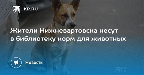 Жители Нижневартовска несут в библиотеку корм для животных Kp Ru