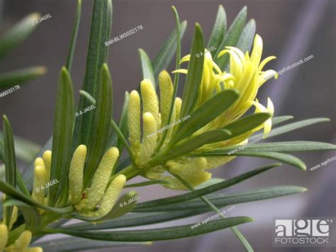 Podocarpus Neriifolius Podocarpus Neriifolius Male Inflorescences