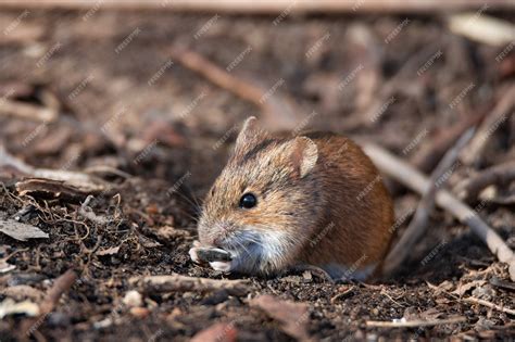 Grasshopper Mouse Cute
