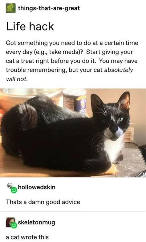 Life Hack With Your Cat Album On Imgur