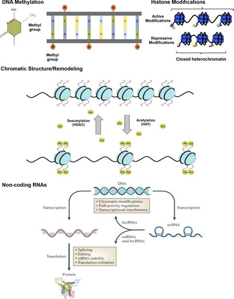 Ershad Khandker On Linkedin Gu9xdg69 👇 Fetal Programming Is Thought To Transform