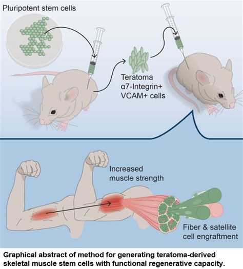 Generating Teratoma Derived Skeletal Muscle Stem Cells Technology Commercialization