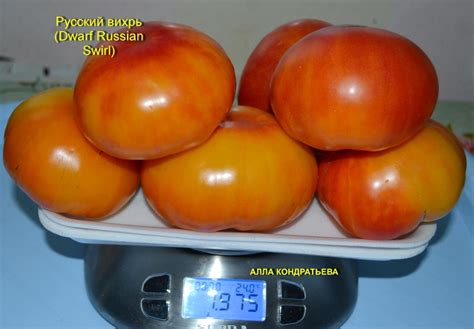 Томат Русский вихрь: описание сорта, ОТЗЫВЫ (4), фото | tomatland.ru