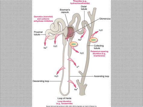 Where Different Classes Of Diuretics Act On The Renal Secretory System