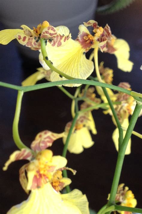 Aphids Fruit Flies Bees And Meteorites Errata Omissions And Addenda