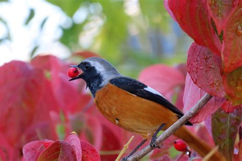 里山の野鳥川辺にバンや翡翠そして四十雀 野鳥観察写真63のブログ