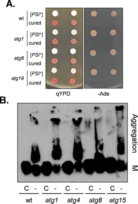 The Psi Prion Is Formed In Autophagy Mutants A Psi Prion