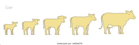 Cow Fetal Development Stages