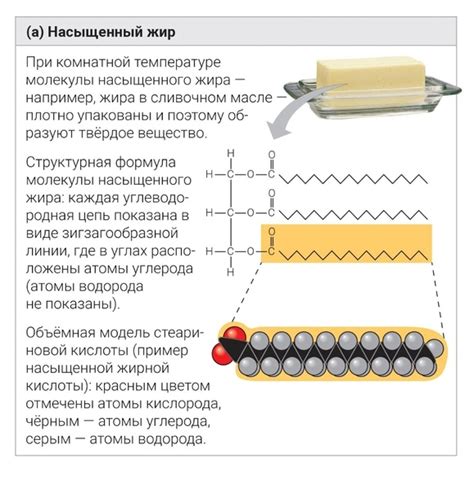 Насыщенные и ненасыщенные жиры Биология ЕГЭ 2024 ВКонтакте