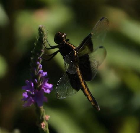 Female Widow Skimmer Dragonfly Photograph By Eric Noa Fine Art America