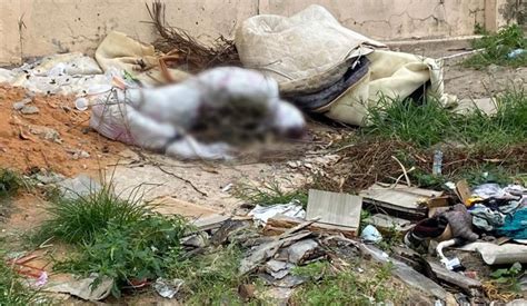 Vídeos corpo enrolado em saco plástico é encontrado na zona norte de