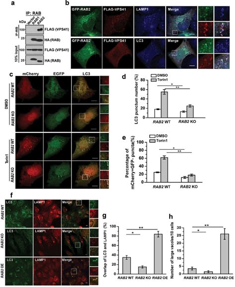 The Autophagosomal Trimeric Complex Containing Rab2 Rubcnl And Stx17