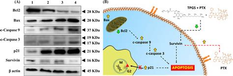 A Pro Apoptotic And Anti Apoptotic Proteins Regulation Upon Treatment
