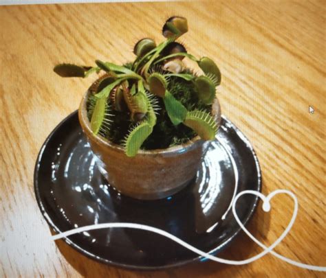 ハエトリソウを育ててビックリしたこと 小さく産まれた駿くんのプレゼント