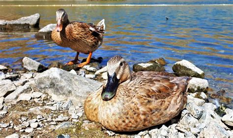 Species Of Ducks In Oklahoma A Handy Informative Guide