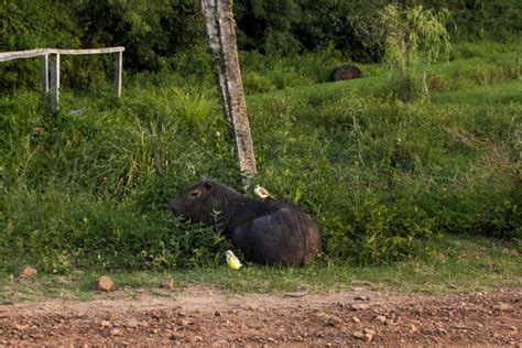 ¿por Qué Hablamos De Los Carpinchos Y No De La Ley De Humedales