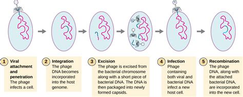 6 2 The Viral Life Cycle Microbiology 201