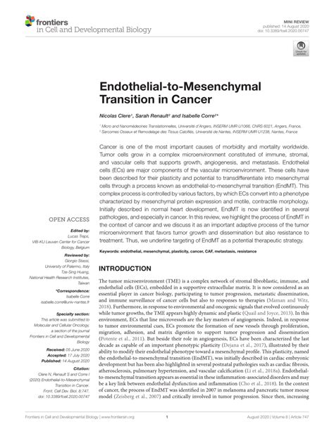 Pdf Endothelial To Mesenchymal Transition In Cancer