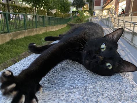 Neighbourhood Cat Spread Action Rmurdermittens
