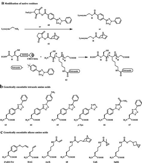 Strategies For Site Selective Protein Modifications Via Photo Triggered