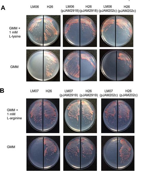 Figure From Multiplex Quantitative SILAC For Analysis Of Archaeal Proteomes A Case Study Of