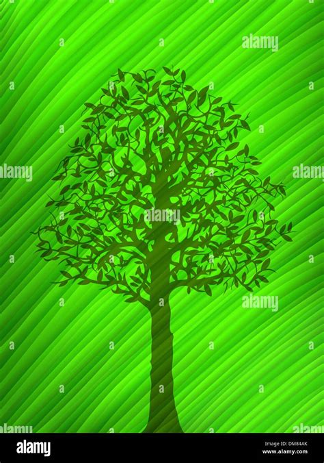 Tree Clipart Outline Hi Res Stock Photography And Images Alamy