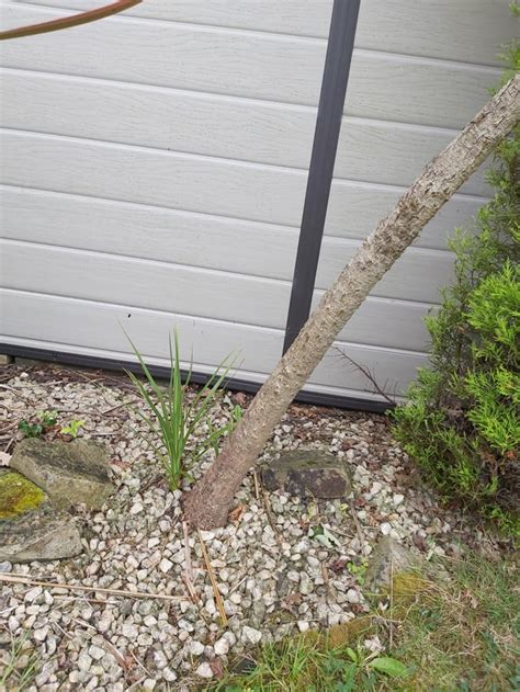 Cordyline Regrouping From Root R Gardeninguk