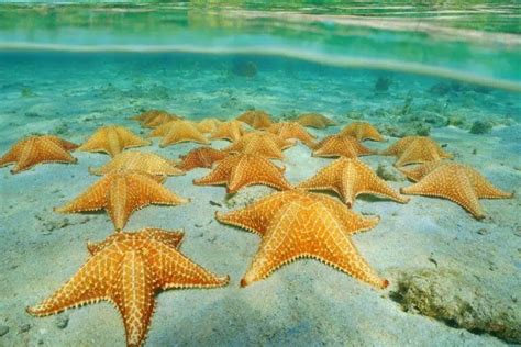 Asexual Reproduction In Nature Examples And Implications Nature Roamer