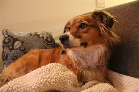 Mscoco Object Detection Dataset By Yolo