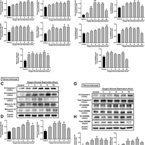 Expression Levels Of Activated Inflammasome Components Download