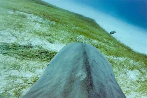 Tiger Sharks Help Map Worlds Largest Seagrass Ecosystem Dive Magazine
