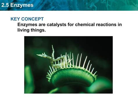 Enzymes And Chemical Rxn Notes Ppt