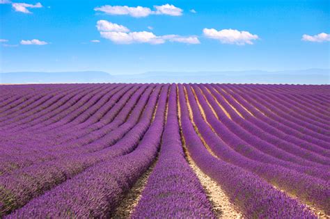 라벤더 꽃 피는 필드입니다 Valensole 프로방스 프랑스 라벤더 식물에 대한 스톡 사진 및 기타 이미지 라벤더 식물 들